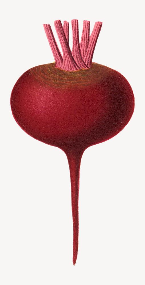 Vintage beetroot botanical illustration isolated | Free Photo ...