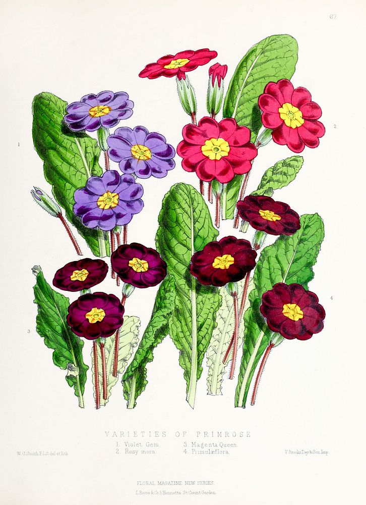 Primrose Floral Magazine (1861-1881) Worthington | Free Photo ...