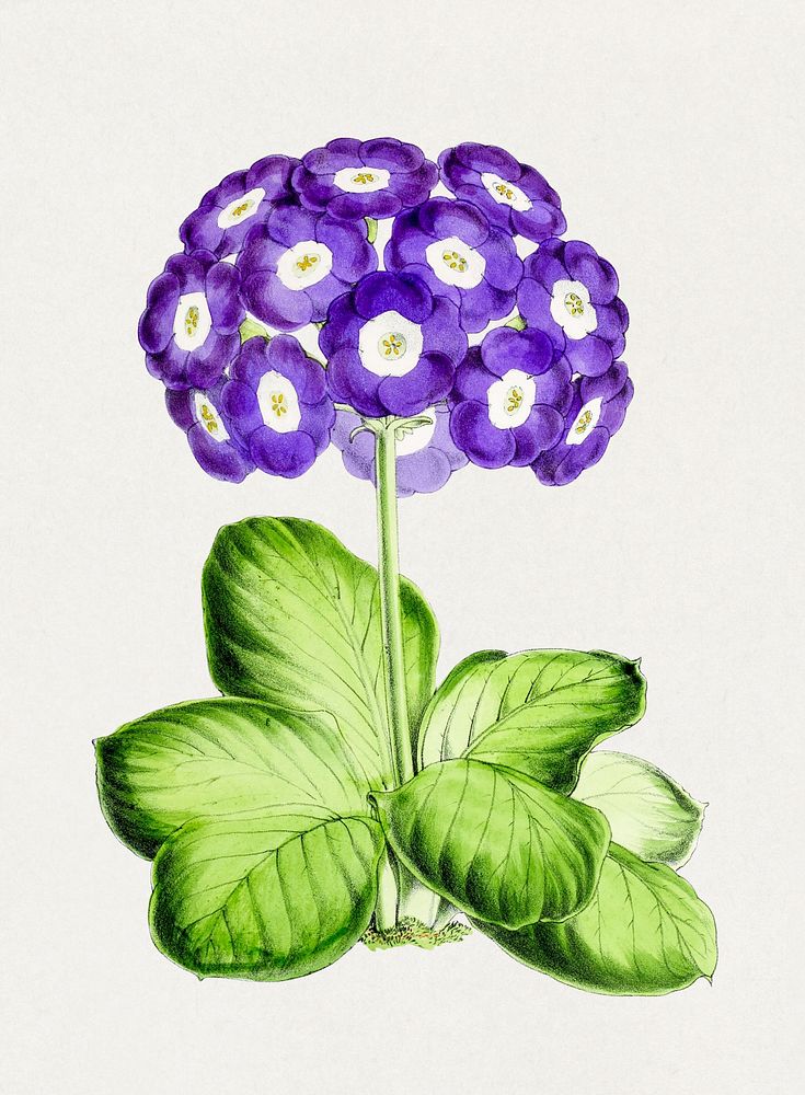 Primula Auricula or Bear's Ear | Free Photo Illustration - rawpixel