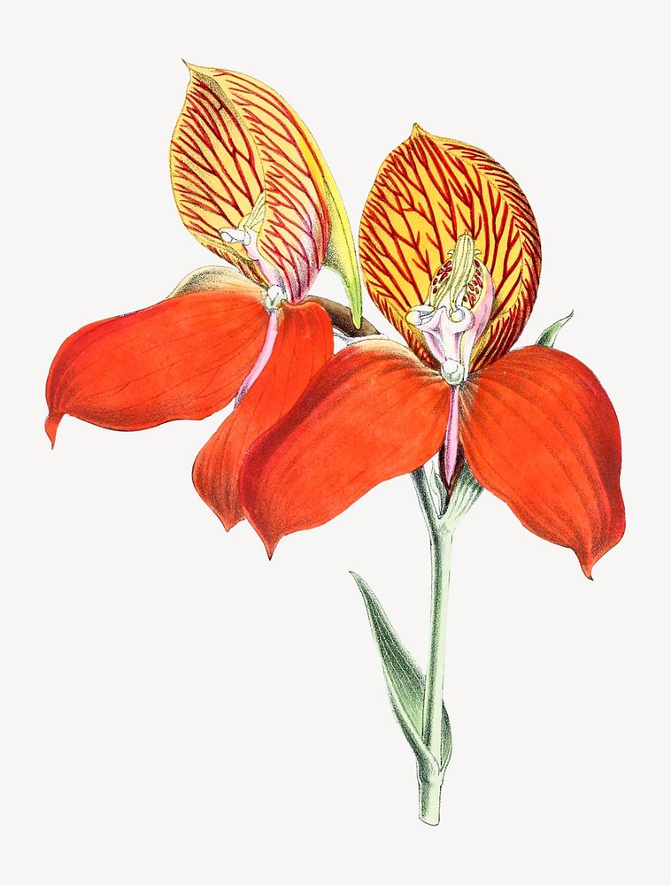 Disa Barellii Orchid Floral Magazine | Free Photo Illustration - rawpixel