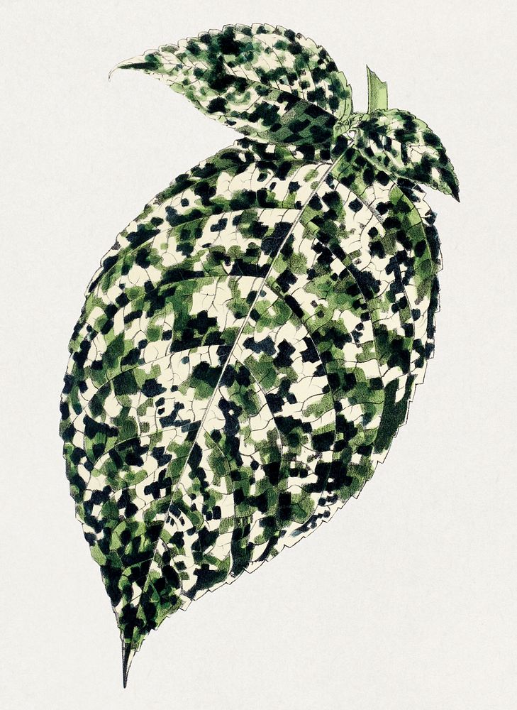 Ficus Parcellii Floral Magazine (1861-1881) | Free Photo Illustration ...