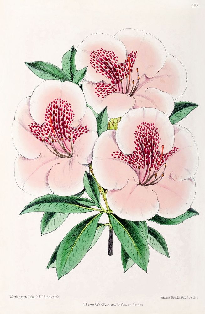 Azalea Floral Magazine (1861-1881) Worthington | Free Photo ...