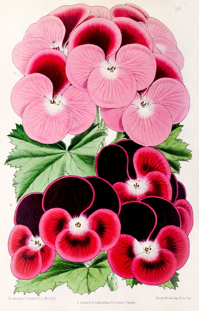 Pansy Floral Magazine (1861-1881) Worthington | Free Photo Illustration - rawpixel