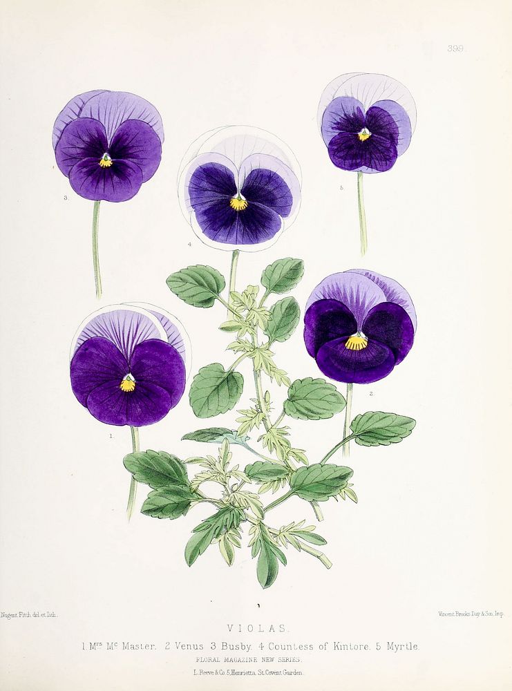 Pansy Floral Magazine (1861-1881) Worthington | Free Photo Illustration ...