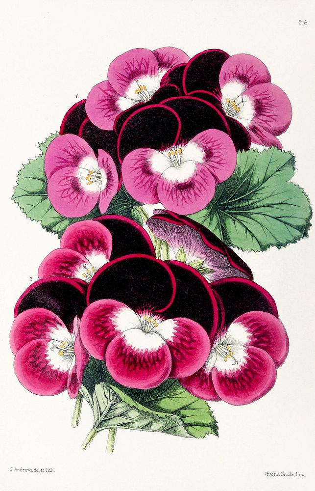 Pansy Floral Magazine (1861-1881) Worthington | Free Photo Illustration ...