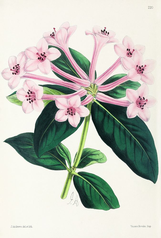 Rhododendron Simsii Indian Azalea Floral | Free Photo Illustration ...