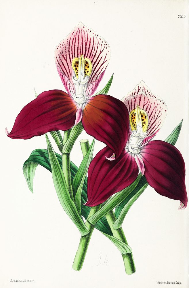 Disa Uniflora Floral Magazine (1861-1881) | Free Photo Illustration ...