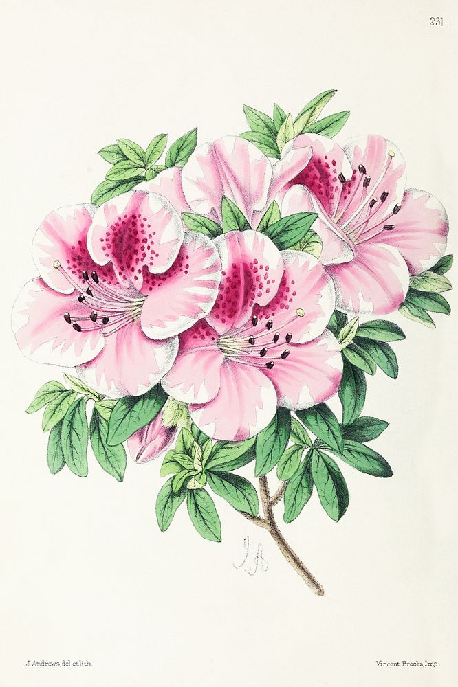 Pink Azalea Floral Magazine (1861-1881) | Free Photo Illustration ...