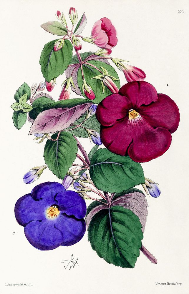 Achimenes venusta Floral Magazine (1861-1881) | Free Photo Illustration - rawpixel
