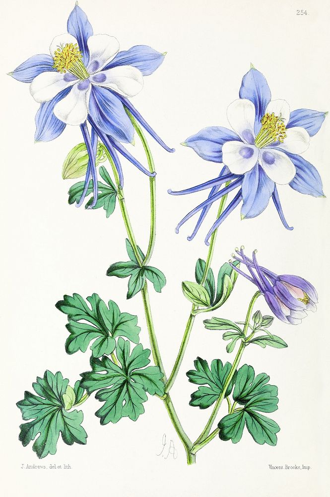 Blue Columbine Floral Magazine (1861-1881) | Free Photo Illustration ...