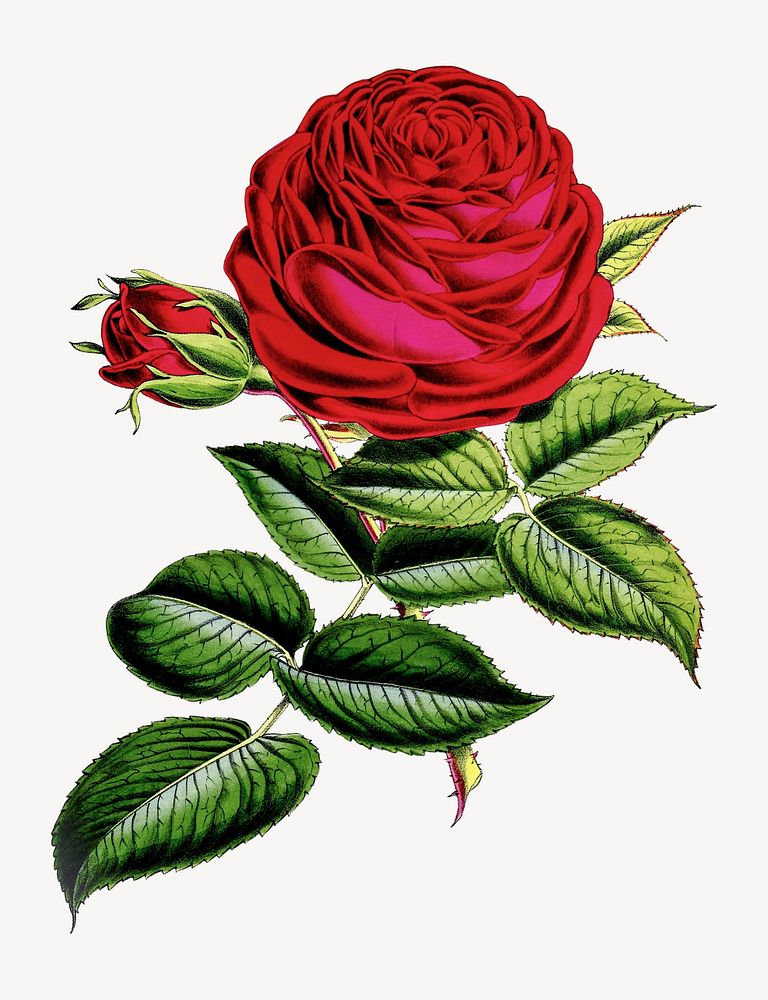 Red rose vintage illustration, psd | Free PSD - rawpixel