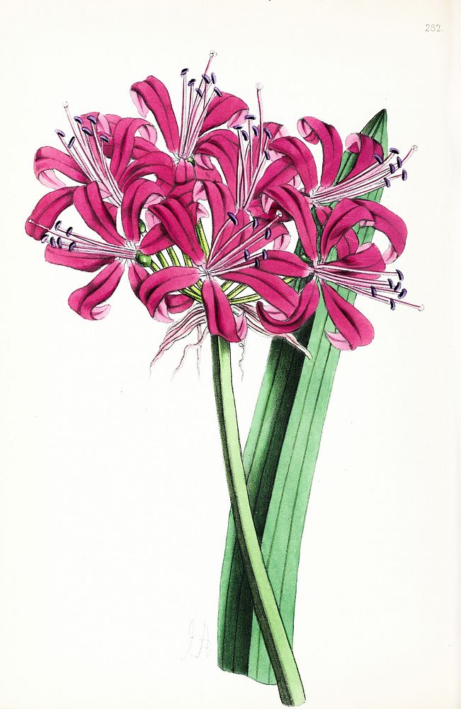 Nerine Fothergillii Floral Magazine (1861-1881) | Free Photo ...