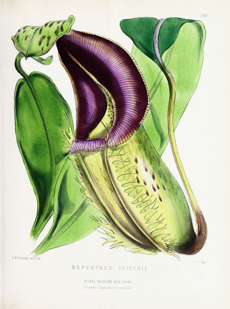 Nepenthes villosa Floral Magazine (1861-1881) | Free Photo Illustration - rawpixel
