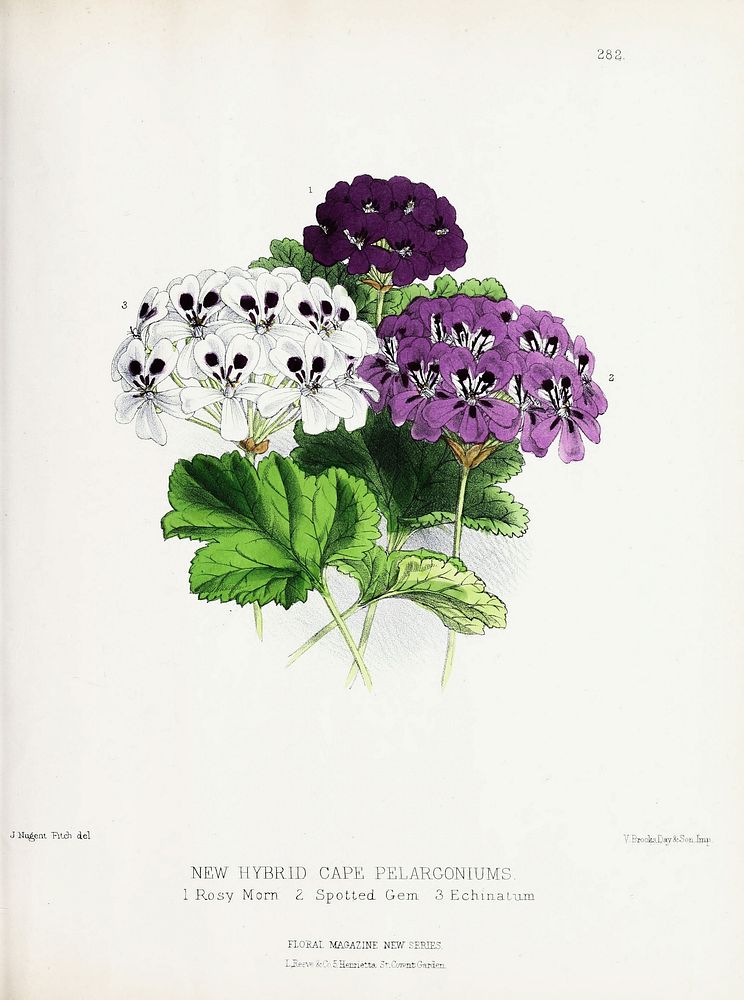 Hybrid Cape Pelargoniums or Geraniums | Free Photo Illustration - rawpixel