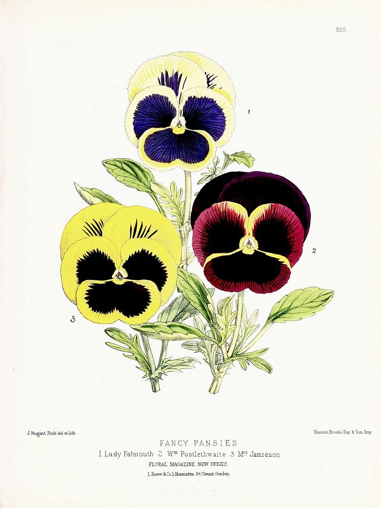 Fancy Pansies Floral Magazine (1861-1881) | Free Photo Illustration ...
