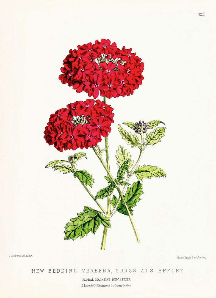 Verbena Floral Magazine (1861-1881) Worthington | Free Photo ...