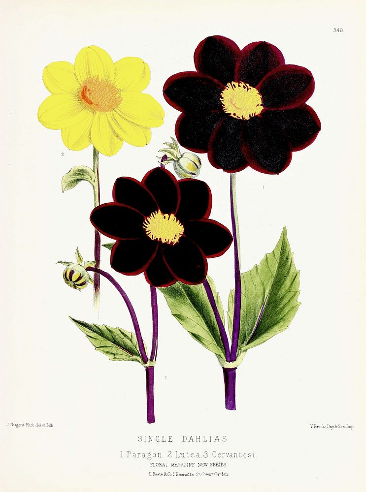 Dahlias Floral Magazine (1861-1881) Worthington | Free Photo ...