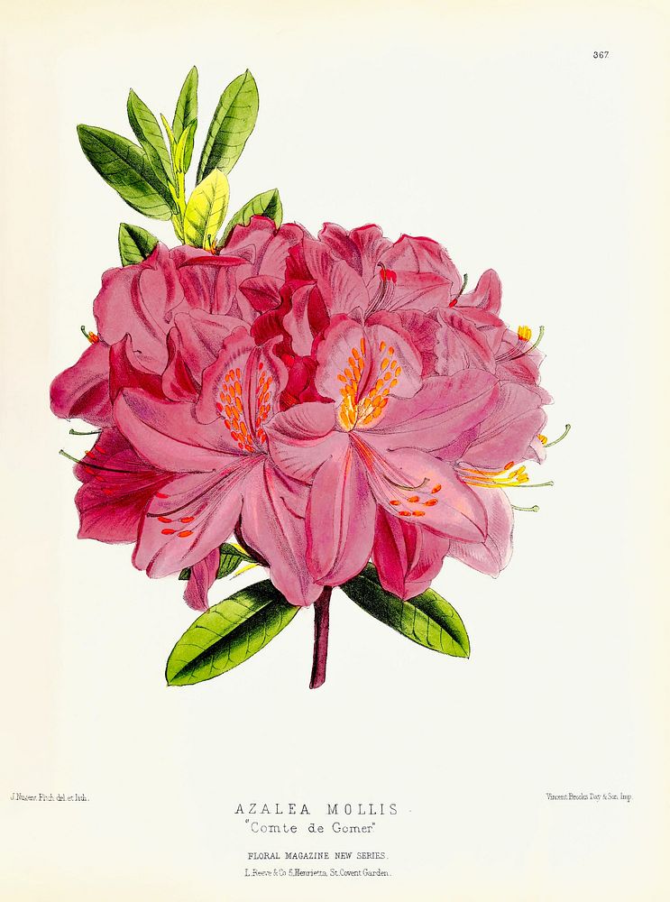 Azalea Mollis Floral Magazine (1861-1881) | Free Photo Illustration ...