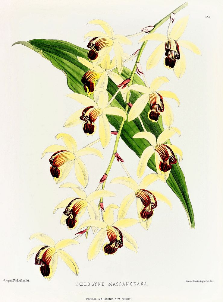 Coelogyne massangeana Floral Magazine (1861-1881) | Free Photo Illustration - rawpixel
