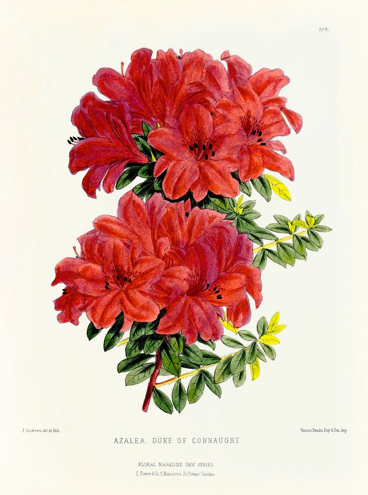 Red Chinese Azalea Floral Magazine | Free Photo Illustration - rawpixel