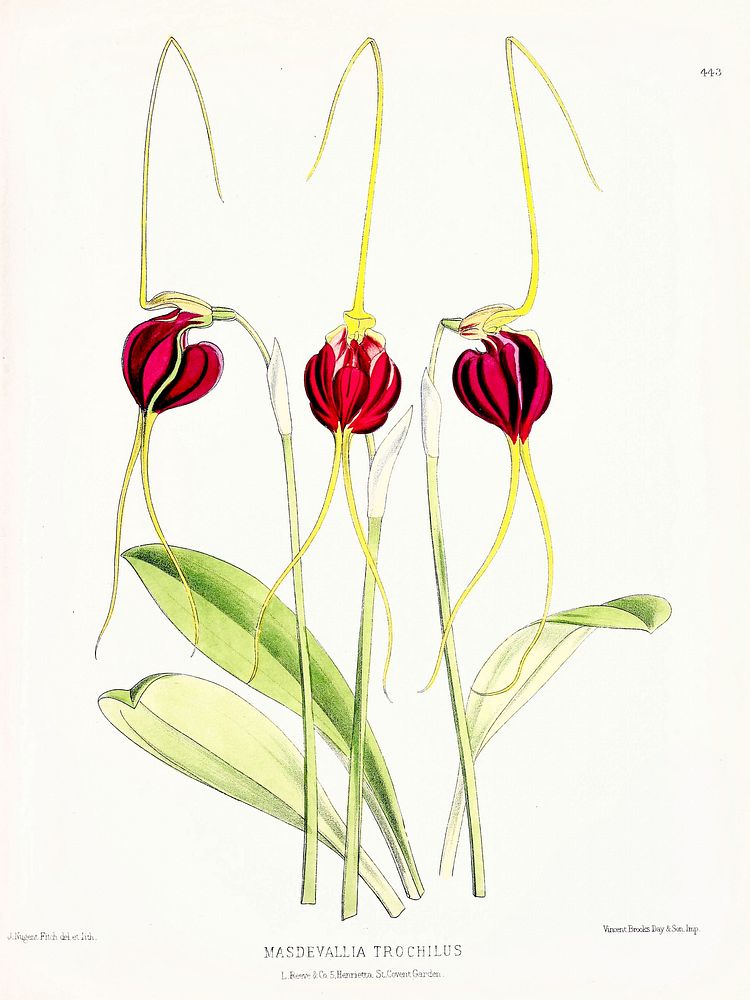 Masdevallia Trochilus Floral Magazine (1861-1881) | Free Photo ...