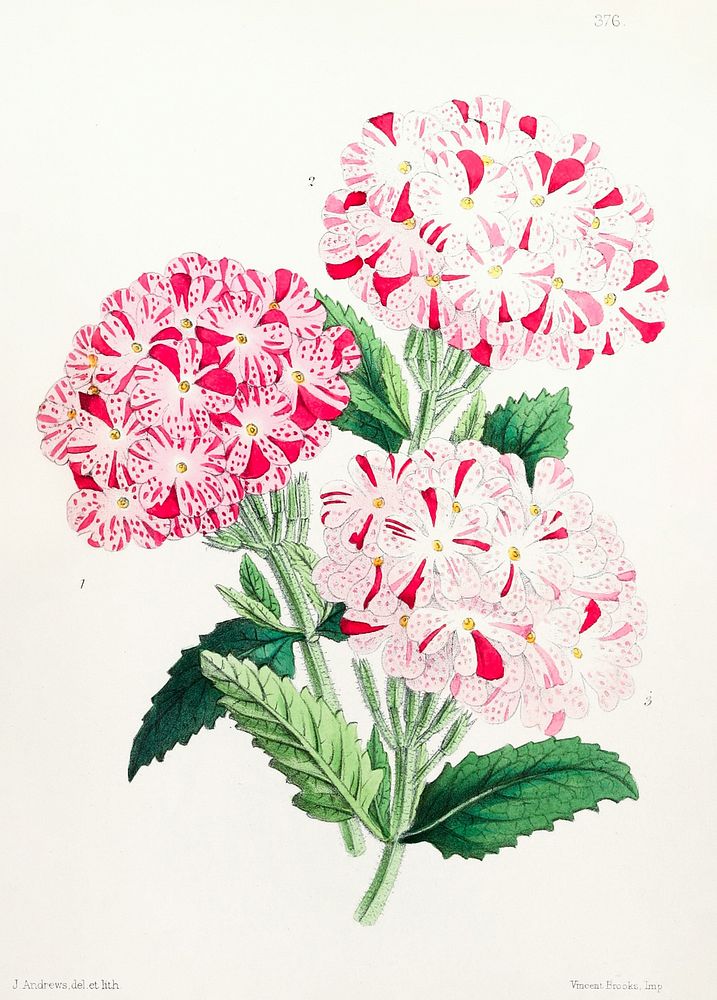 Verbena Floral Magazine (1861-1881) Worthington | Free Photo ...