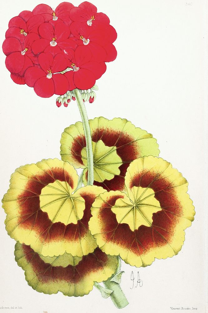 Tricolor-leaved Geranium Floral Magazine (1861-1881) | Free Photo ...