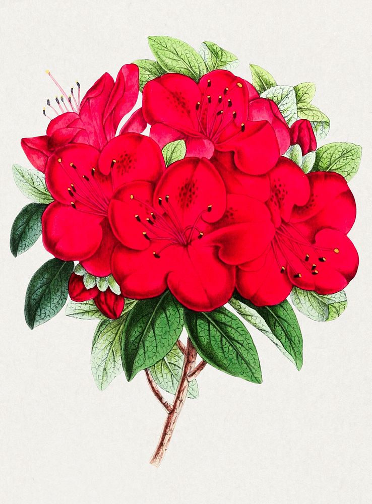 Azalea Sir Robert Napier Floral | Free Photo Illustration - rawpixel