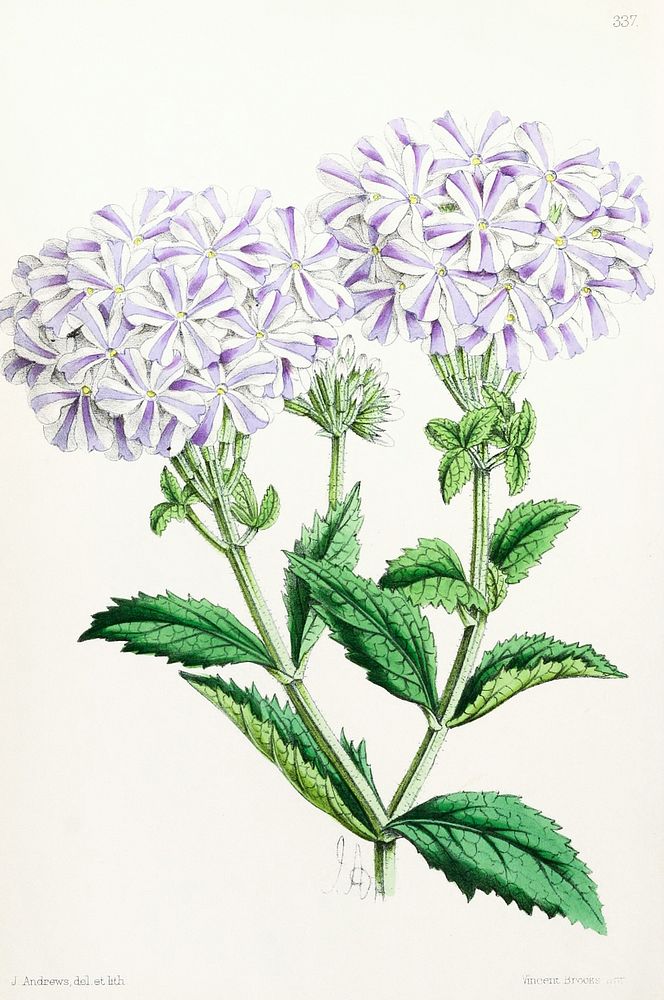Verbena also known as vervain | Free Photo Illustration - rawpixel