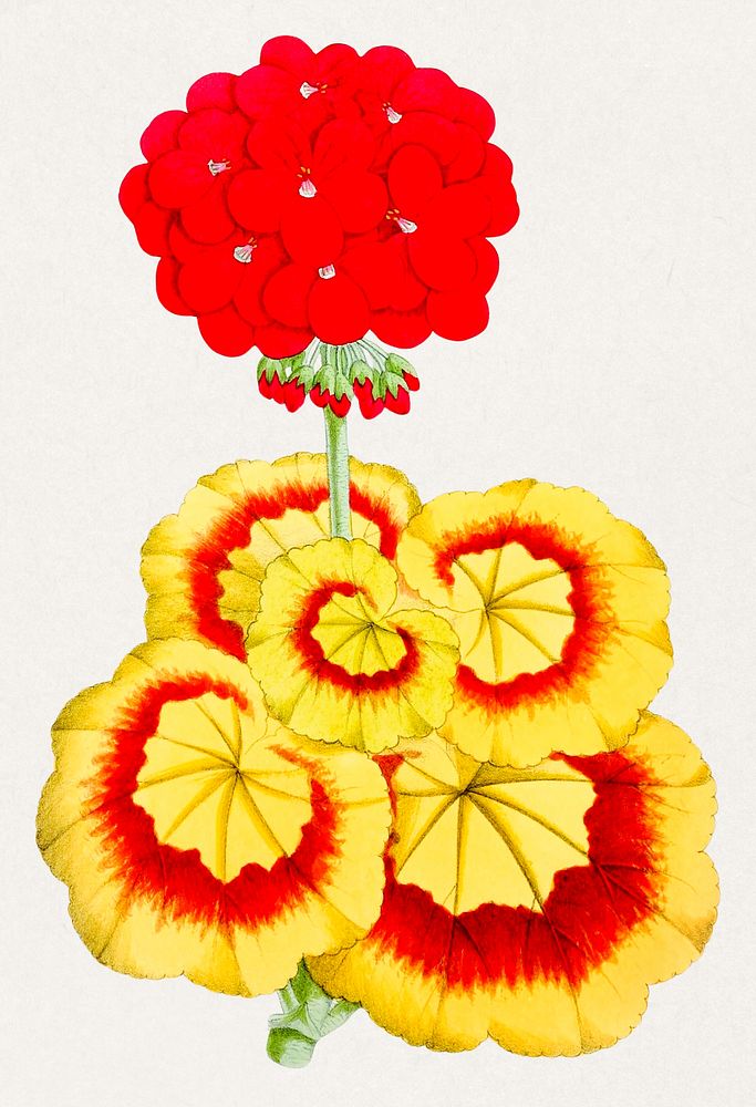 Pelargonium zonale, var. Lady Collum | Free Photo Illustration - rawpixel