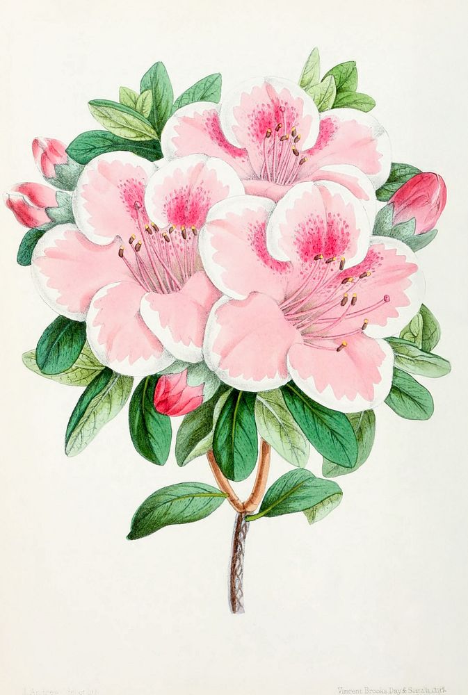Azalea Floral Magazine (1861-1881) Worthington | Free Photo ...