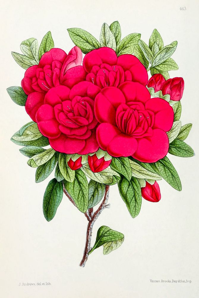 Azalea Cannon's Double Floral Magazine | Free Photo Illustration - rawpixel