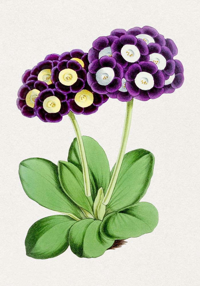 Primula auricula Bear's ear Floral | Free Photo Illustration - rawpixel