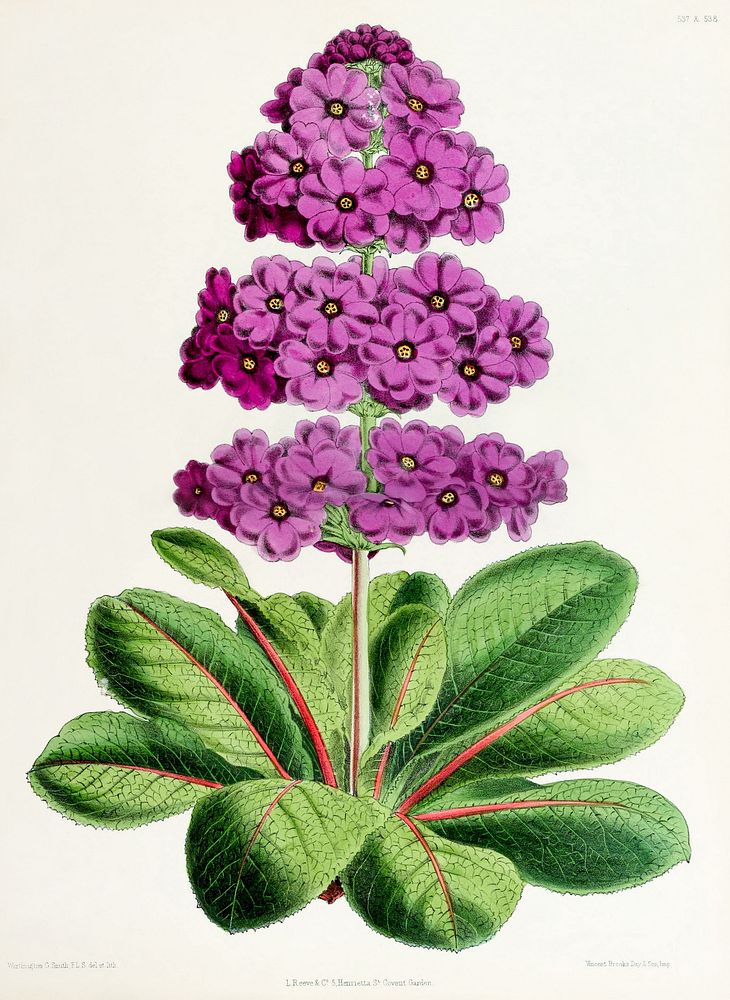 Primula Japonica or Japanese primrose | Free Photo Illustration - rawpixel