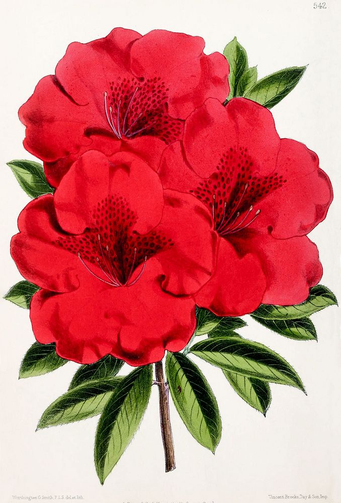 Azalea Monsieur Warocqué Floral Magazine | Free Photo Illustration ...
