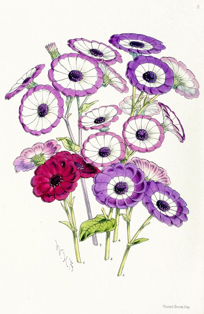 Cineraria Lady Mary Labouchere, Optima | Free Photo Illustration - rawpixel
