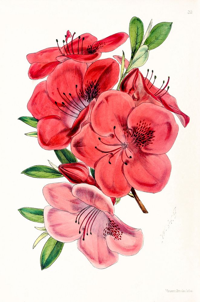 Azalea Floral Magazine (1861-1881) Worthington | Free Photo ...
