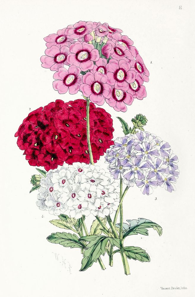 Verbena bouquet Floral Magazine (1861-1881) | Free Photo Illustration ...