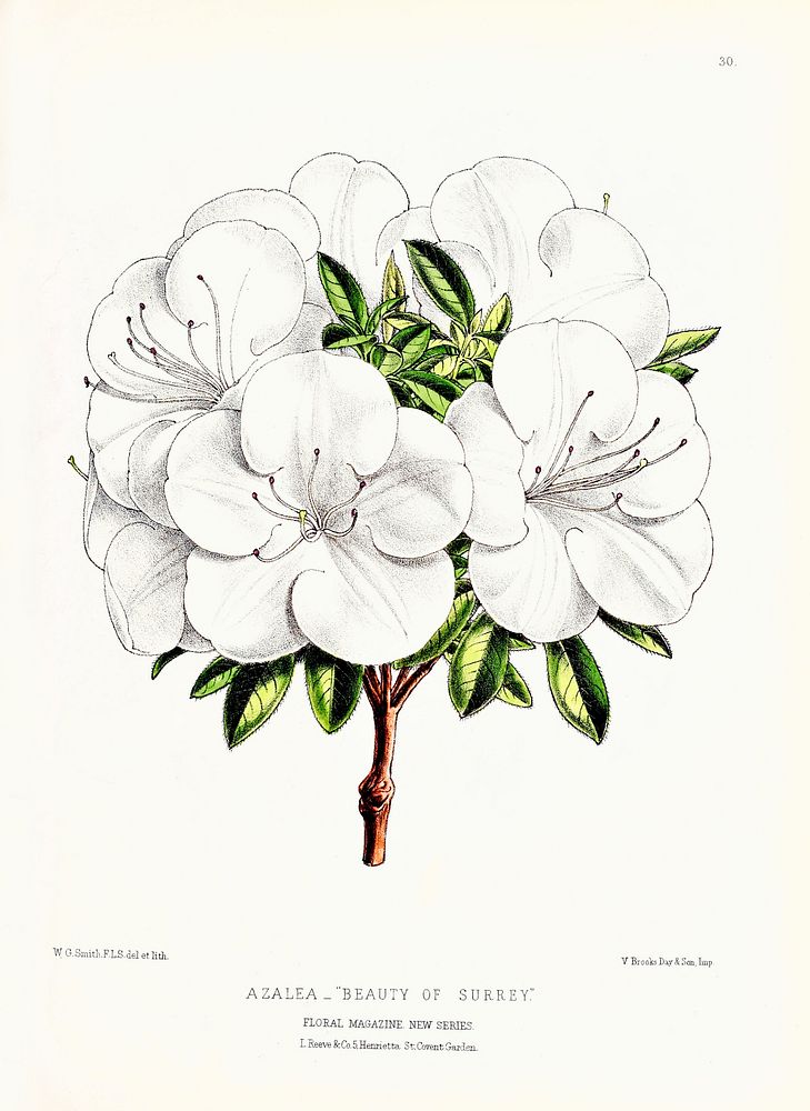 Azalea Beauty Surrey Floral Magazine | Free Photo Illustration - rawpixel