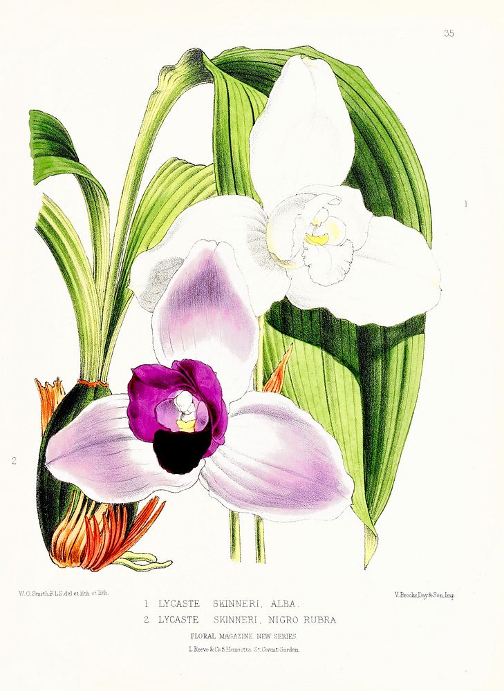 Lycaste skinneri, also known as | Free Photo Illustration - rawpixel