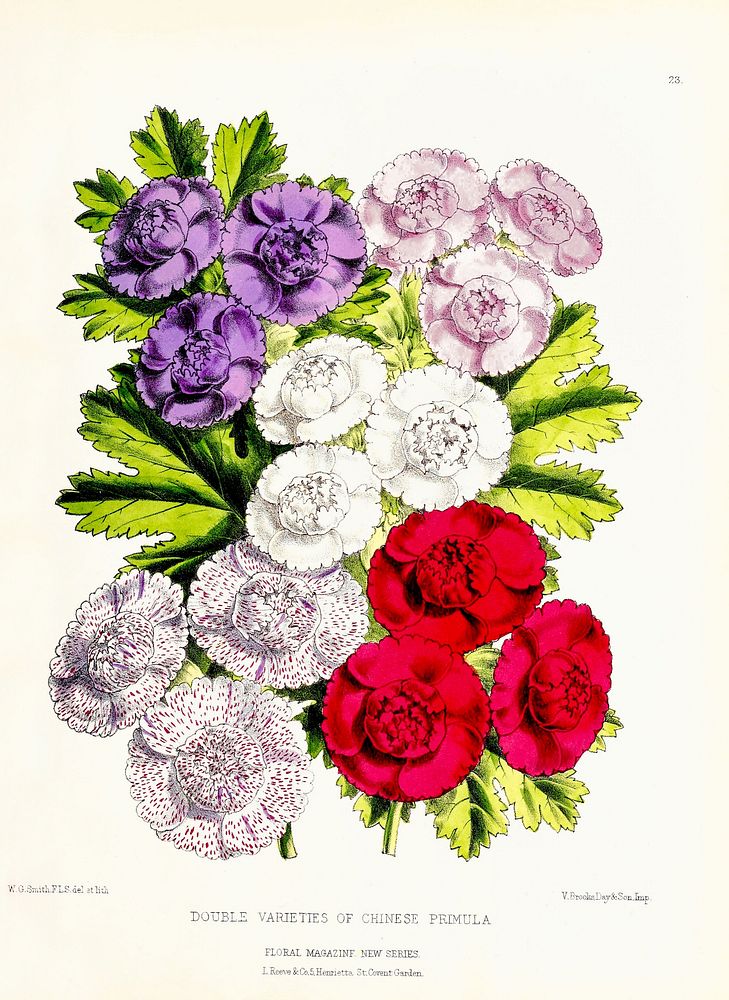 Double Varieties Chinese Primroses Floral | Free Photo Illustration ...