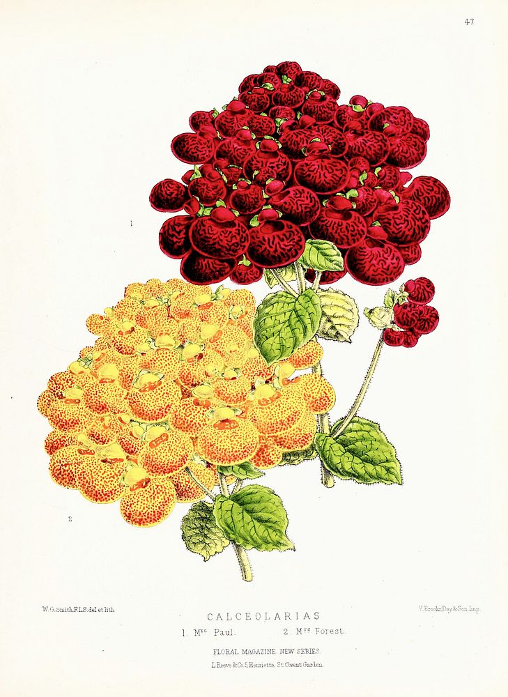 Yellow red calceolaria varieties Floral | Free Photo Illustration ...