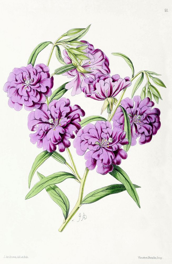 Clarkia, Double-flowered Beautiful (Clarkia pulchella | Free Photo ...