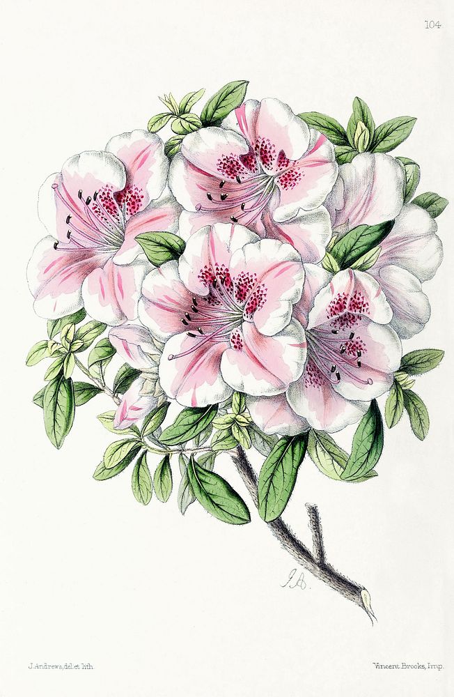 Azalea, Duc d'Aremberg (Azalea indica | Free Photo Illustration - rawpixel