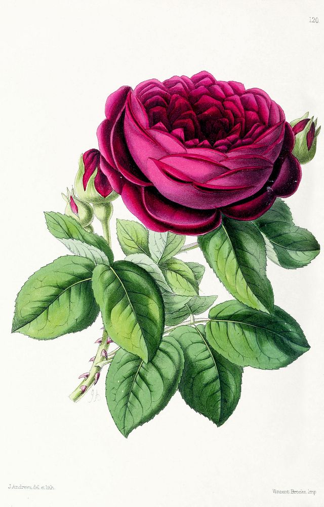 Rose, Lord Clyde (Rosa hybrida | Free Photo Illustration - rawpixel