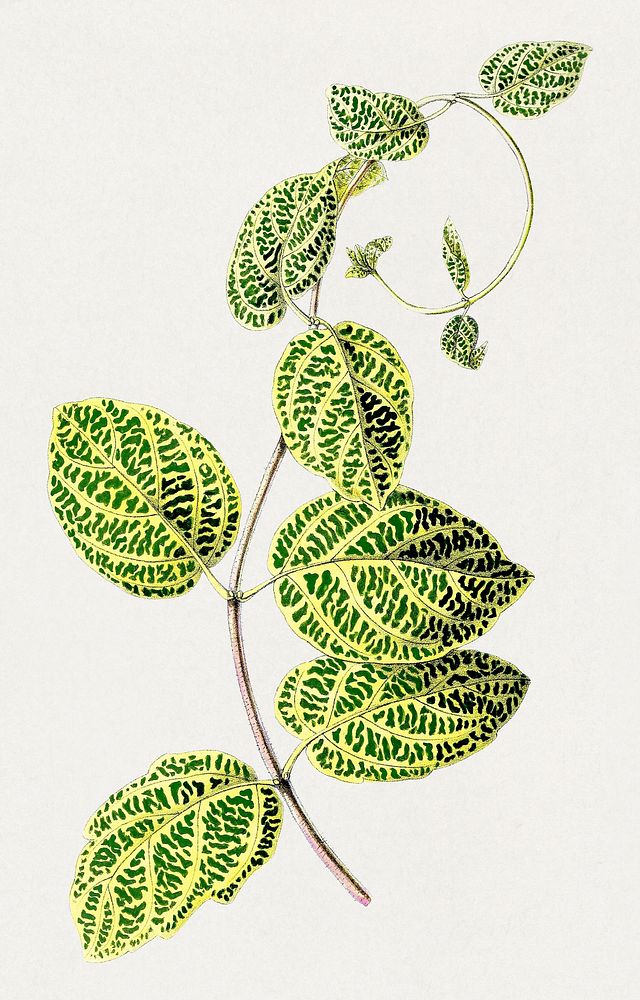 Lonicera Brachypoda Floral Magazine (1861-1881) | Free Photo Illustration - rawpixel