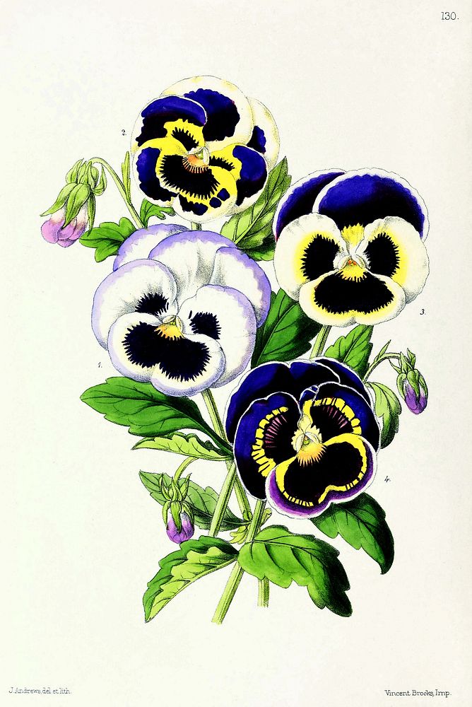 Pansies Floral Magazine (1861-1881) Worthington | Free Photo ...
