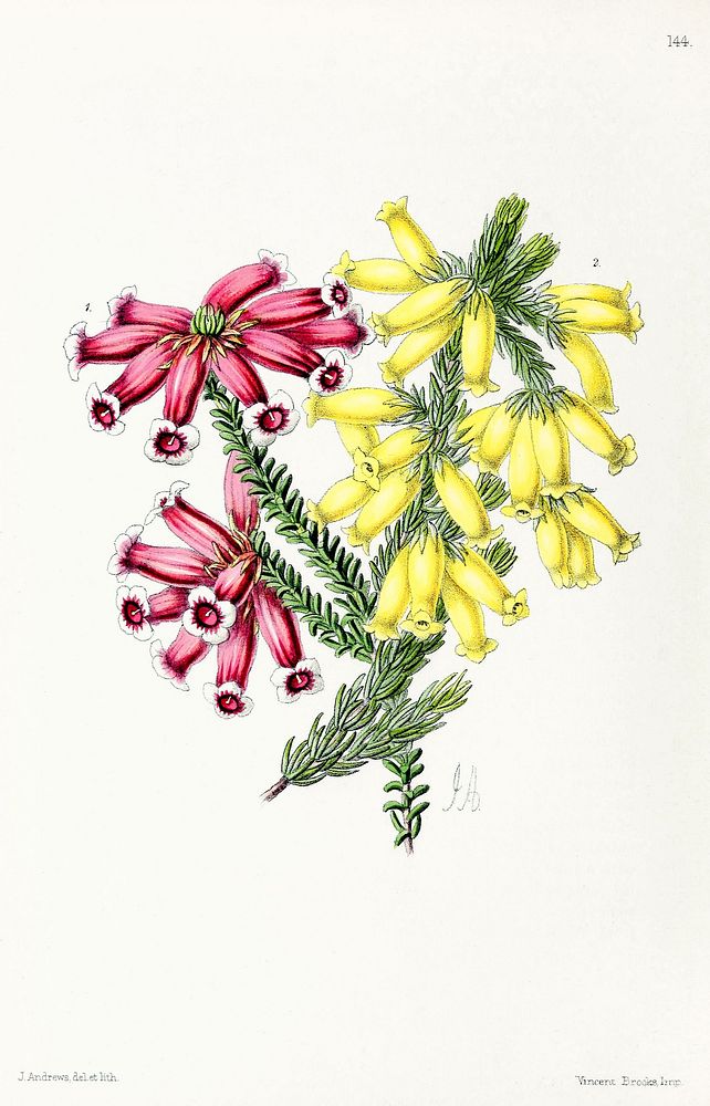 Erica carnea Floral Magazine (1861-1881) | Free Photo Illustration ...