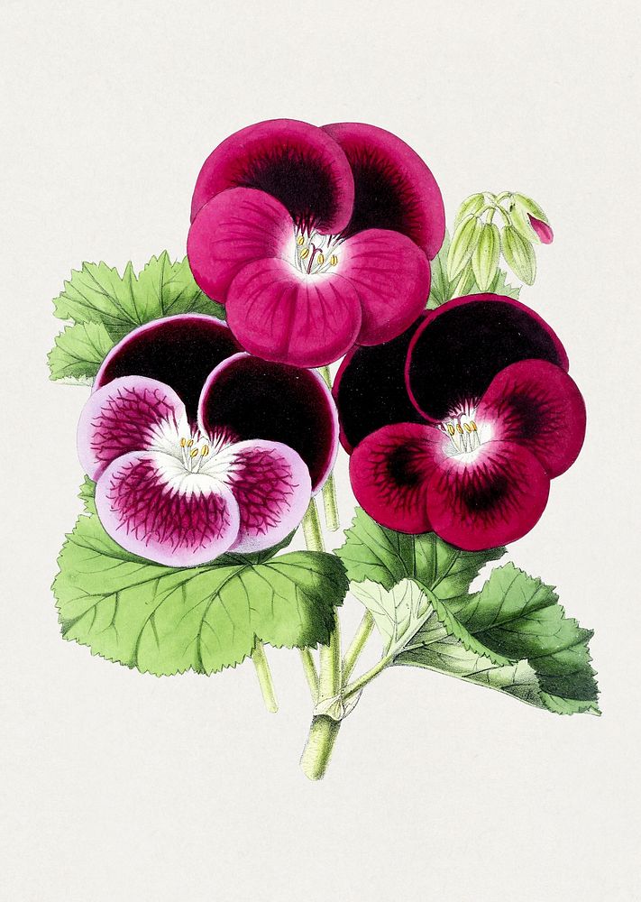Red Pansy Floral Magazine (1861-1881) | Free Photo Illustration - rawpixel