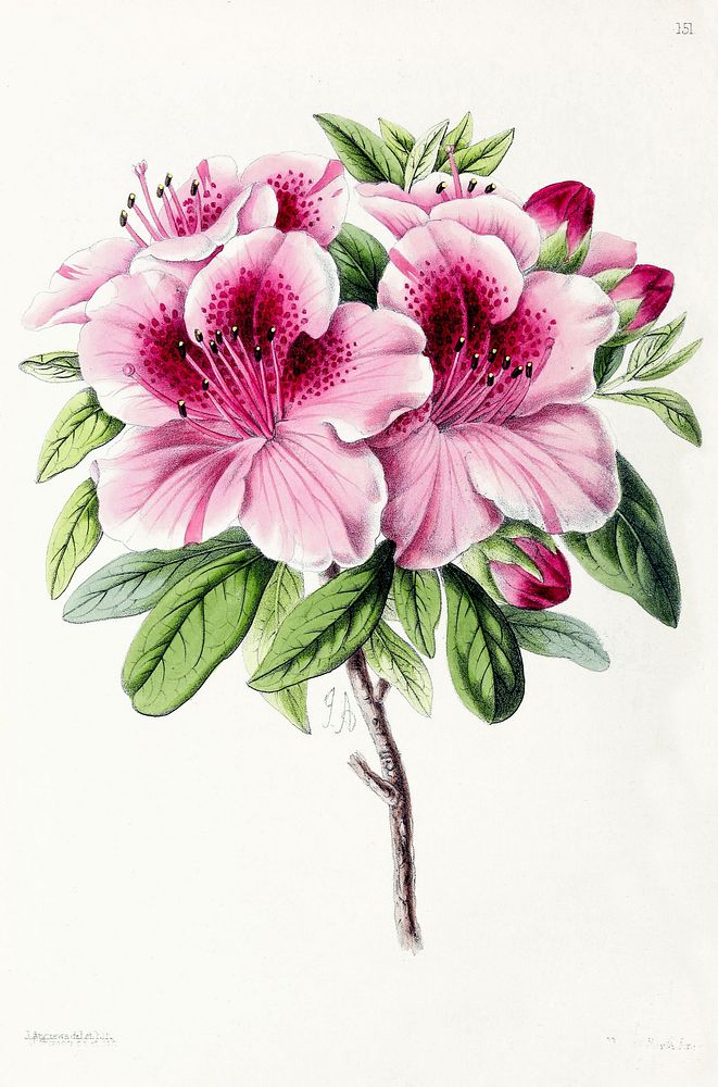 Pink Azalea Floral Magazine (1861-1881) | Free Photo Illustration ...